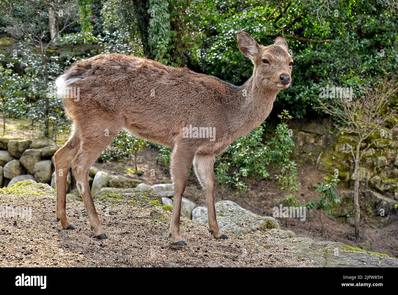 The sika deer (Cervus nippon) also known as Japanese deer. Itsukushima ...