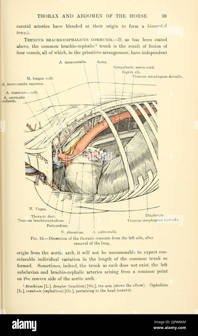 The topographical anatomy of the thorax and abdomen of the horse (Page ...