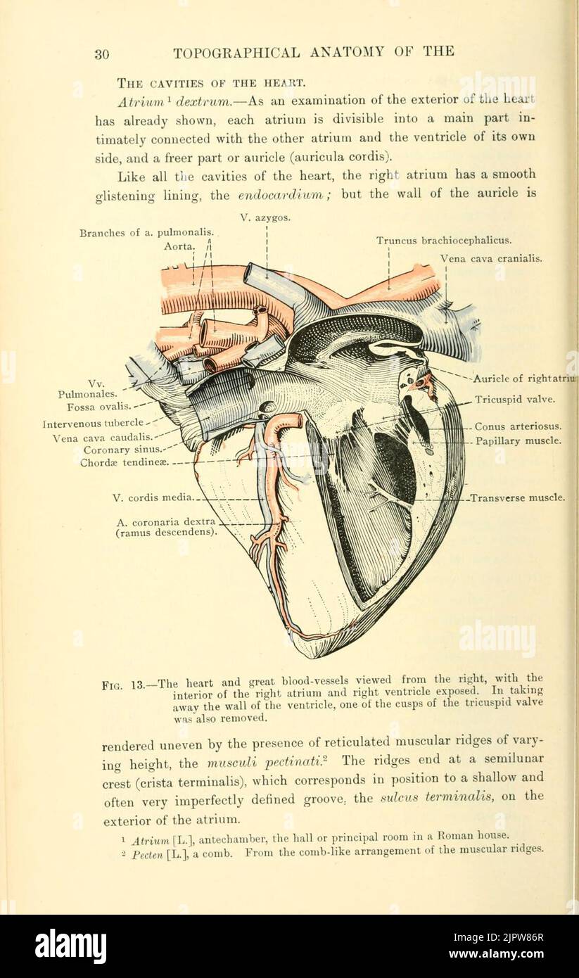 The topographical anatomy of the thorax and abdomen of the horse (Page ...