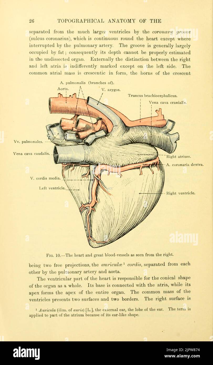 The topographical anatomy of the thorax and abdomen of the horse (Page ...