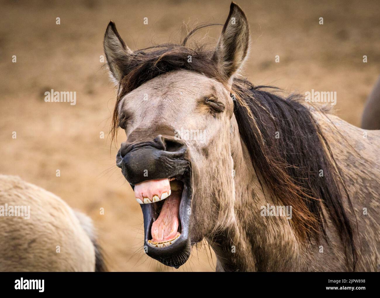 Baring teeth human hi-res stock photography and images - Alamy