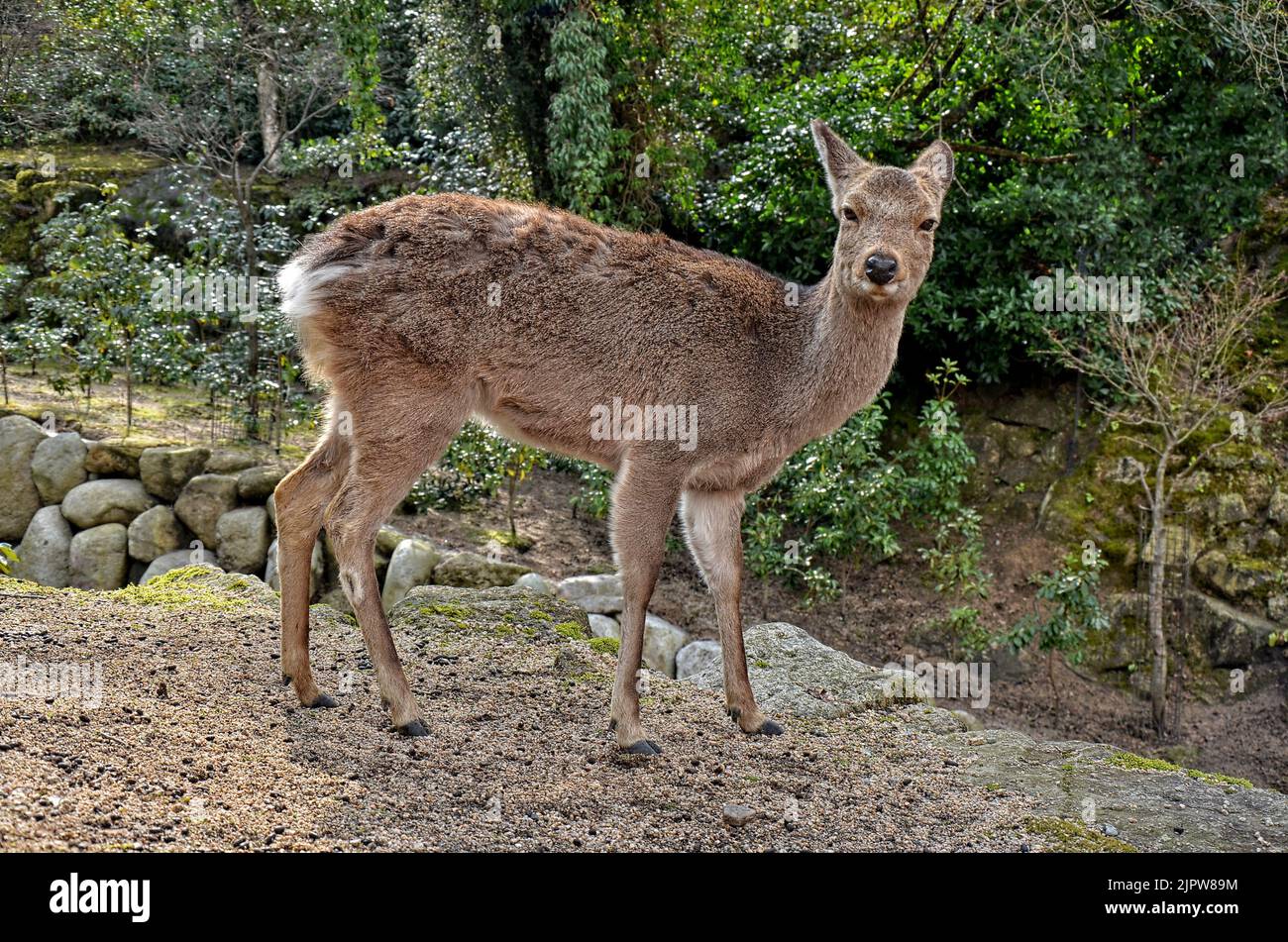 The sika deer (Cervus nippon) also known as Japanese deer. Itsukushima ...