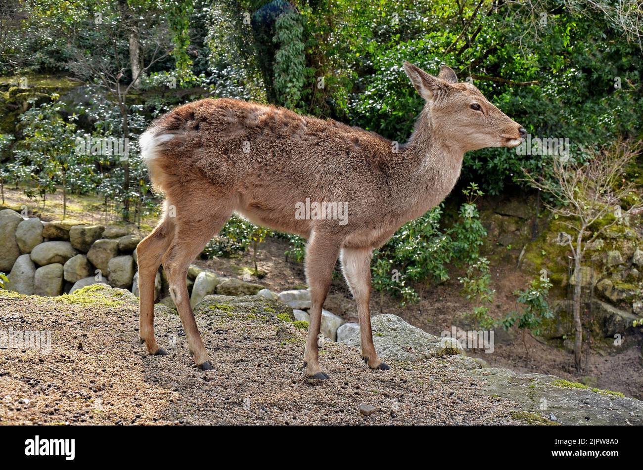 The sika deer (Cervus nippon) also known as Japanese deer. Itsukushima ...