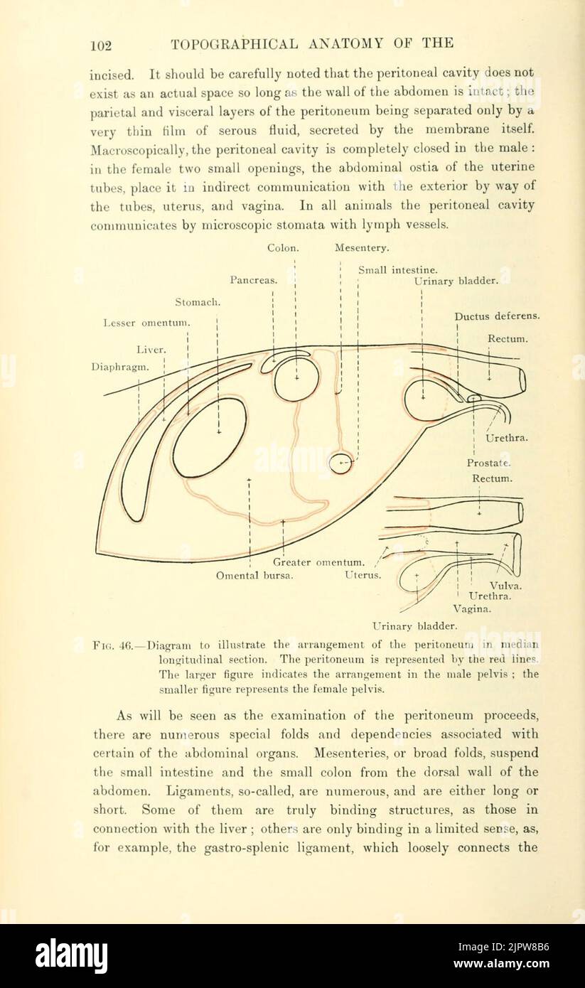 The topographical anatomy of the thorax and abdomen of the horse (Page ...