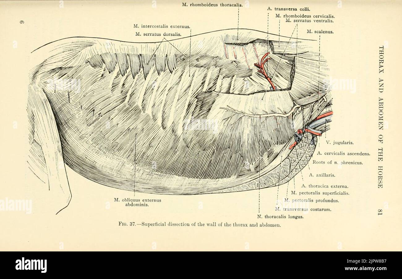 The topographical anatomy of the thorax and abdomen of the horse (Page ...