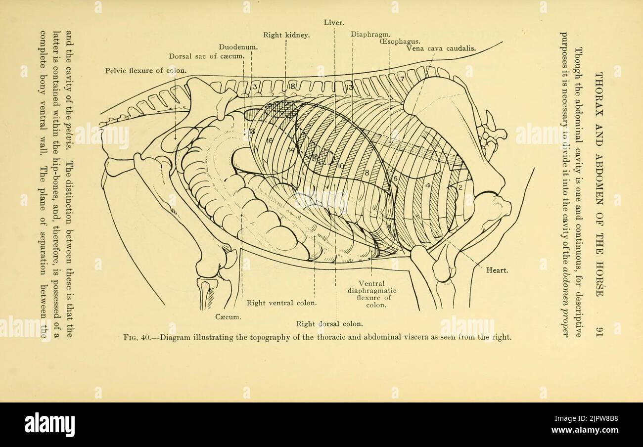 The topographical anatomy of the thorax and abdomen of the horse (Page ...