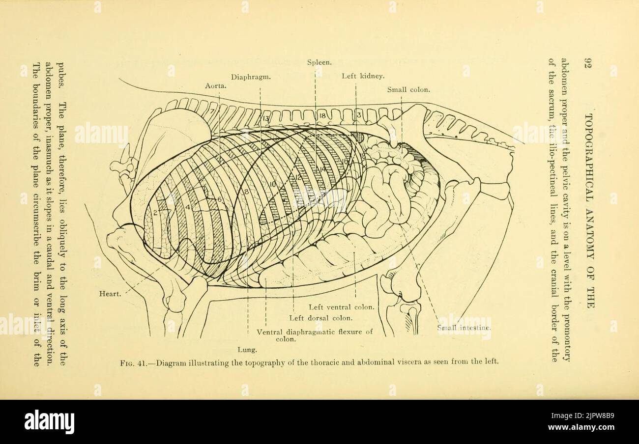 The topographical anatomy of the thorax and abdomen of the horse (Page ...
