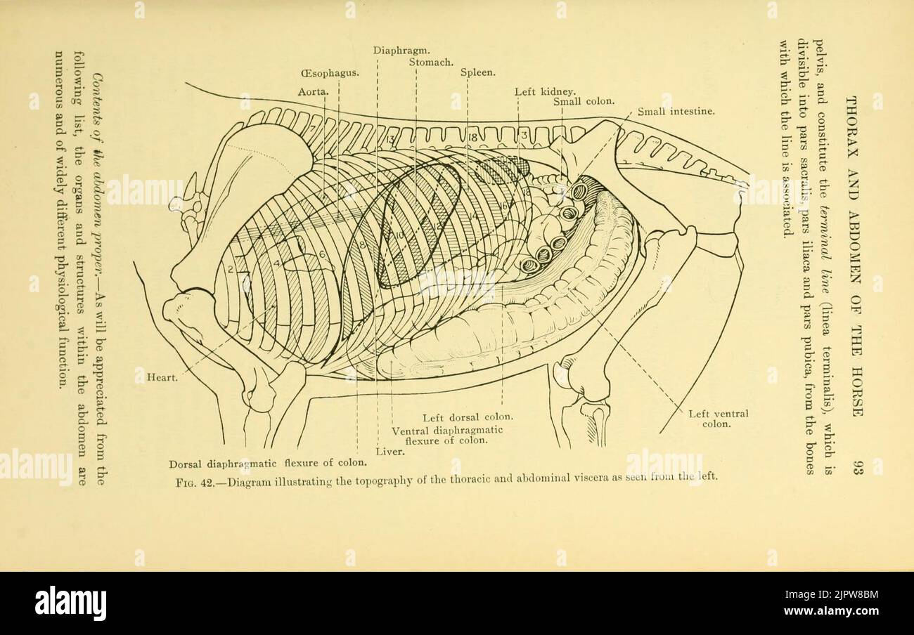 The topographical anatomy of the thorax and abdomen of the horse (Page ...