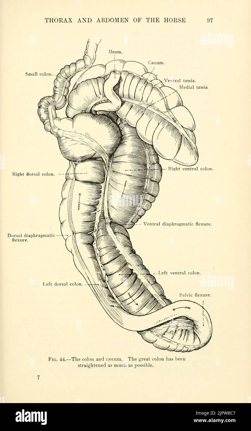 The topographical anatomy of the thorax and abdomen of the horse (Page ...