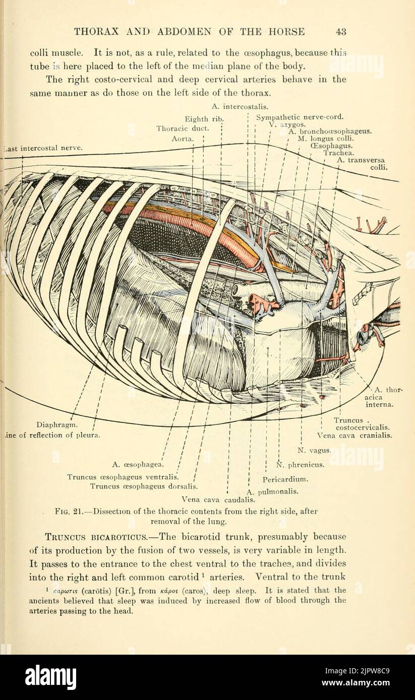 The topographical anatomy of the thorax and abdomen of the horse (Page ...