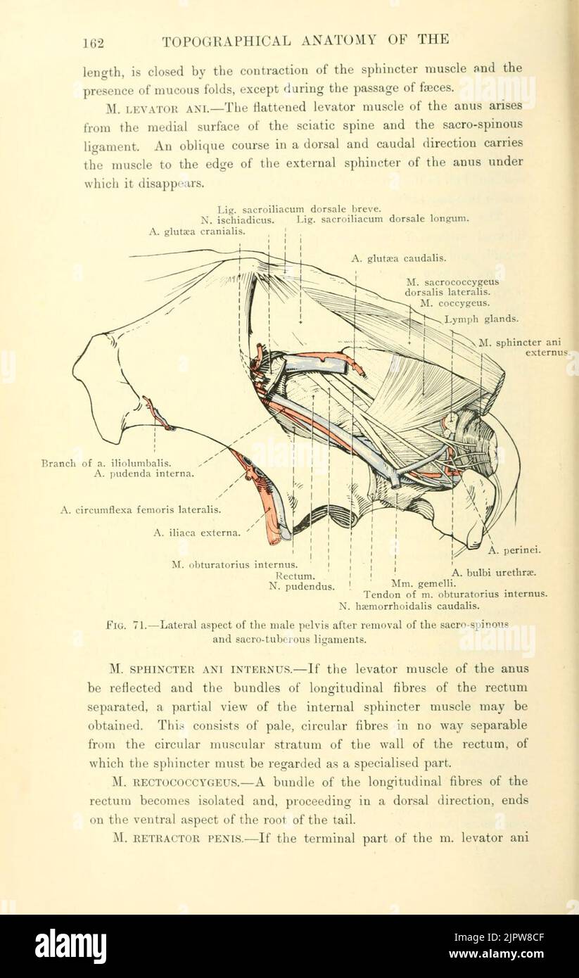 The topographical anatomy of the thorax and abdomen of the horse (Page ...