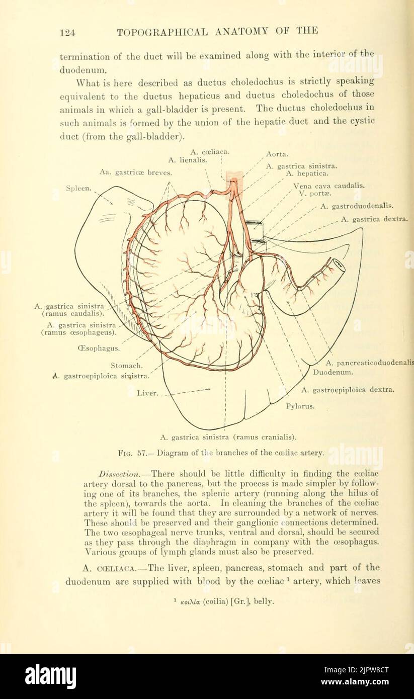The topographical anatomy of the thorax and abdomen of the horse (Page ...