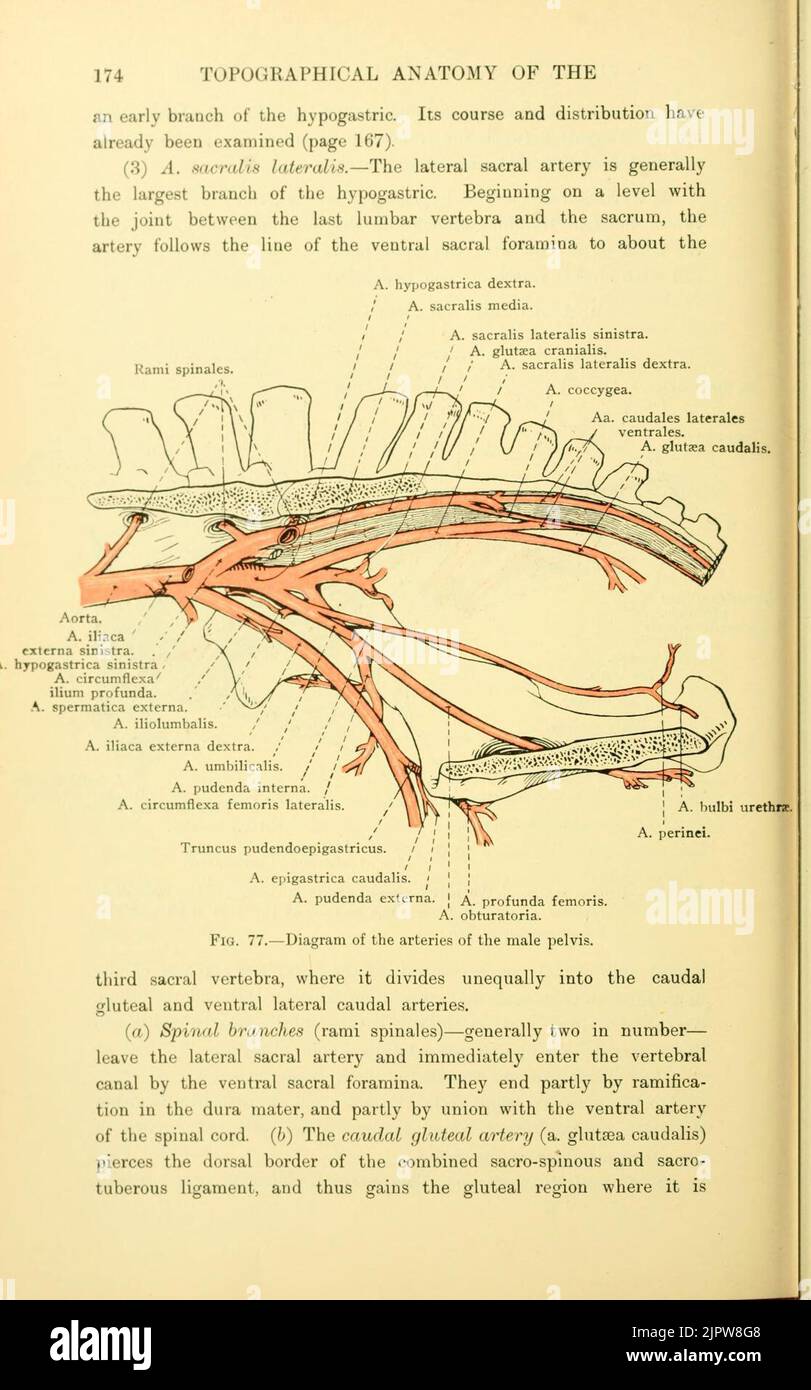 The topographical anatomy of the thorax and abdomen of the horse (Page ...