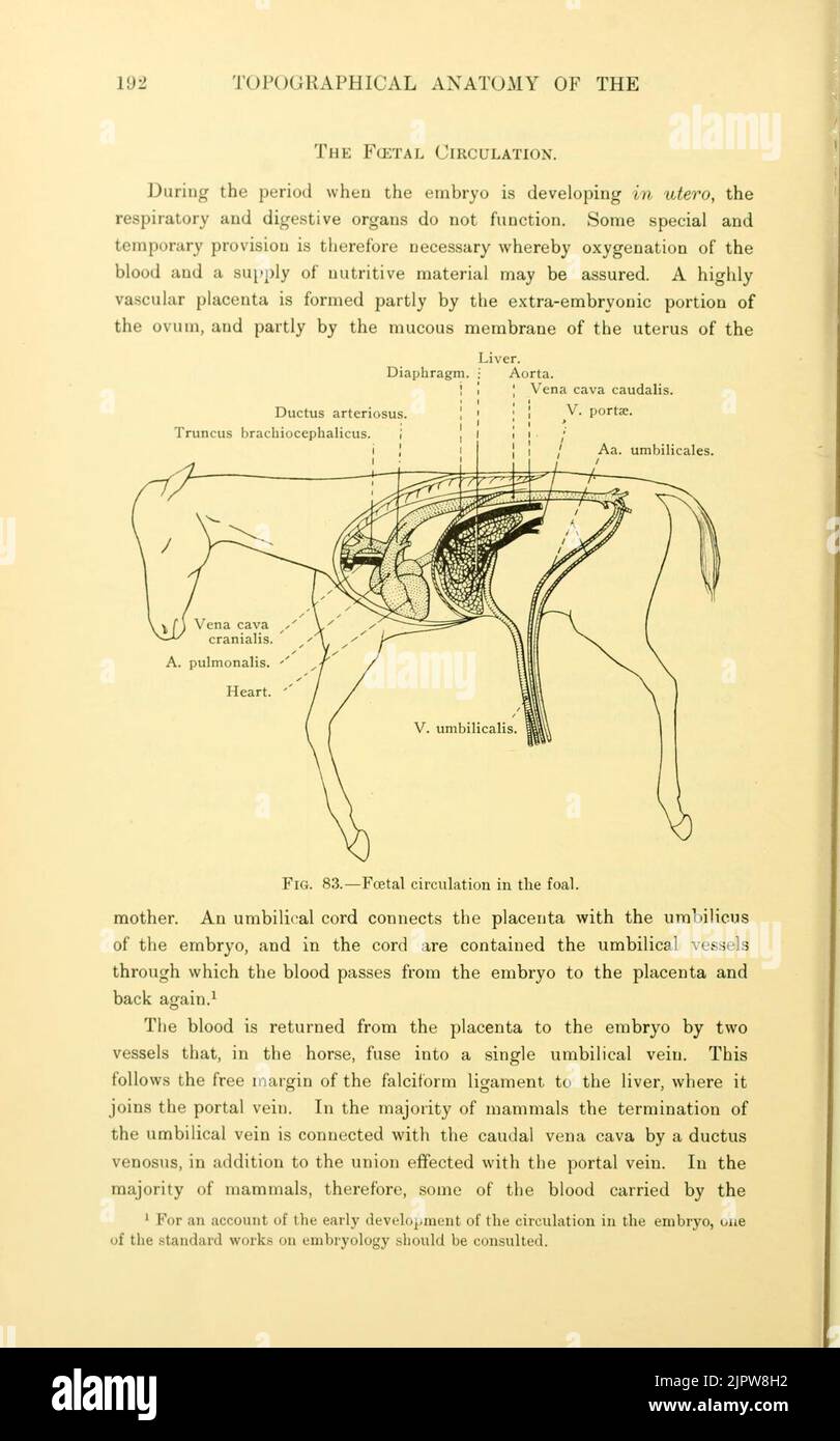 The topographical anatomy of the thorax and abdomen of the horse (Page ...