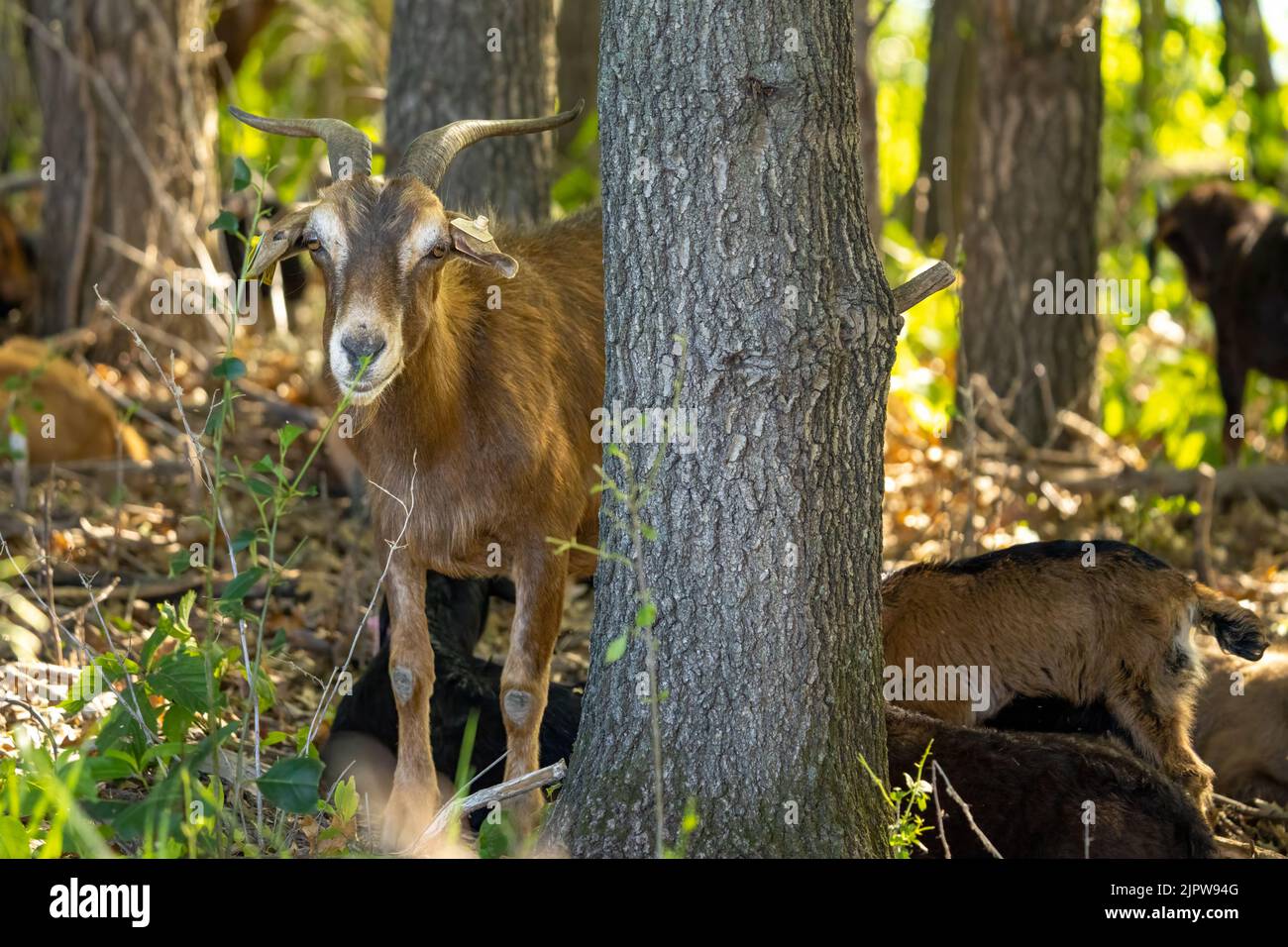 adult goat with an ear tag in the woods with a herd of goats behind it ...