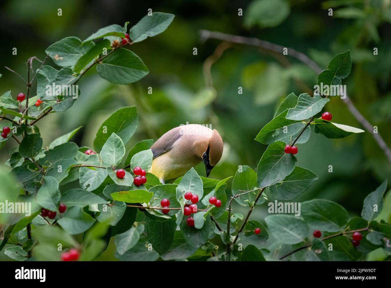 cedar waxwing bird setting on a berry bush looking at the berries Stock ...