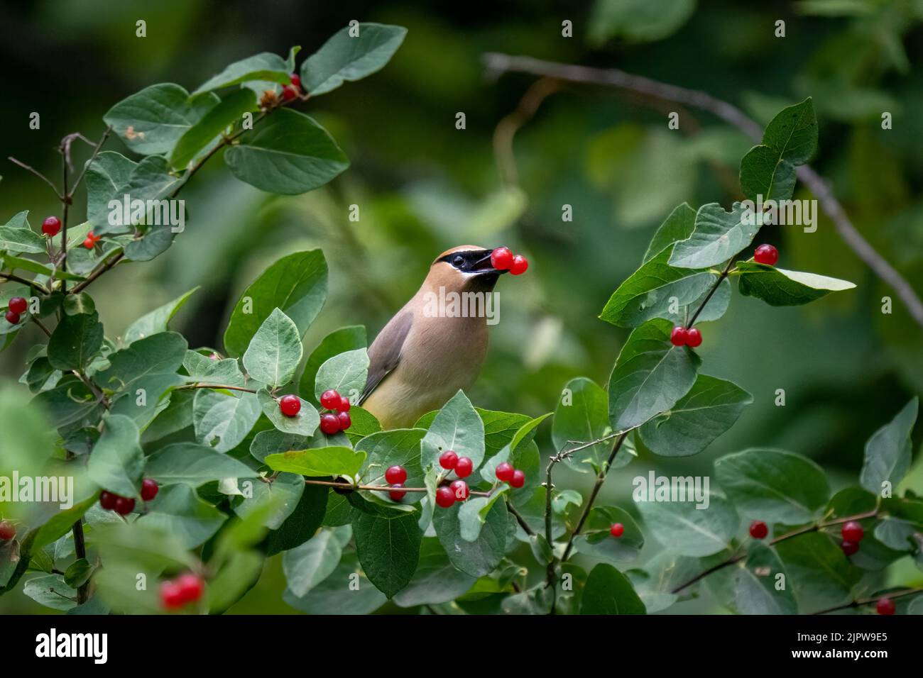 cedar waxwing bird with red berries in its beak on a bush Stock Photo ...