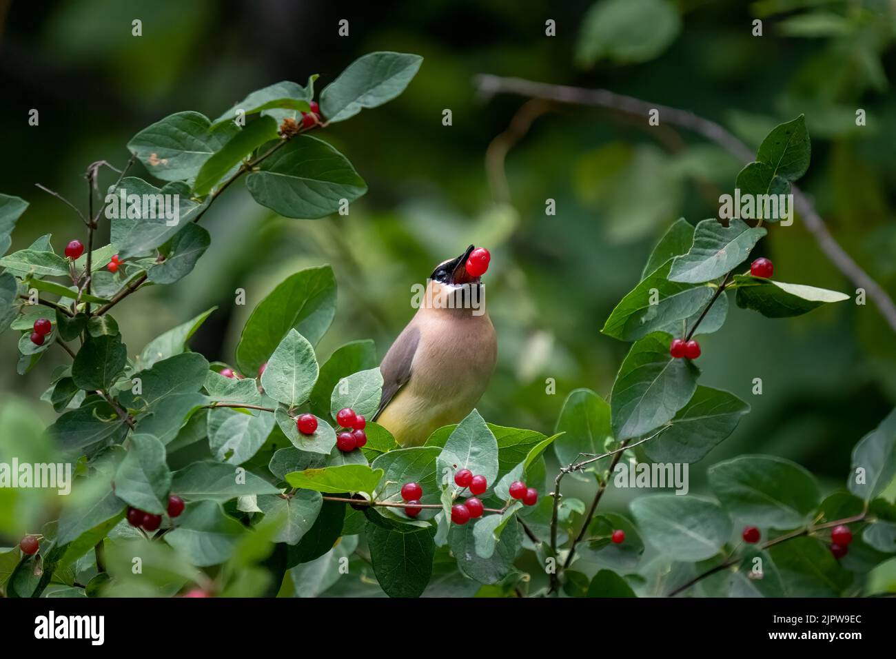 cedar waxwing bird tossing red berries into the air to eat them Stock ...