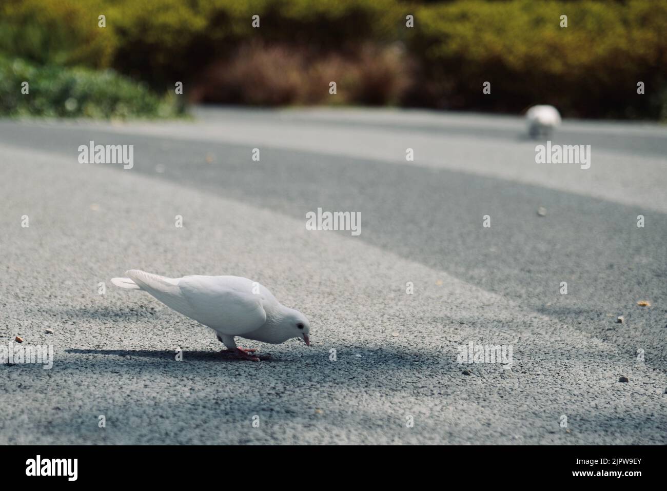 White rock dove hi-res stock photography and images - Alamy