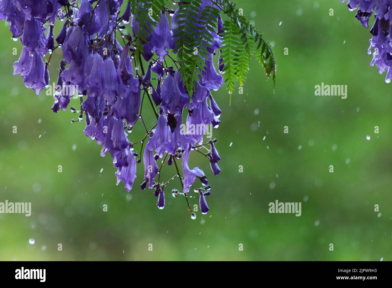 Jacaranda in water hi-res stock photography and images - Alamy