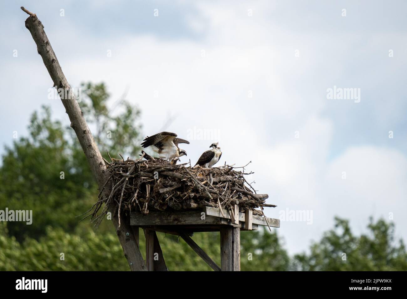 Stretching wings in the nest hi-res stock photography and images - Alamy