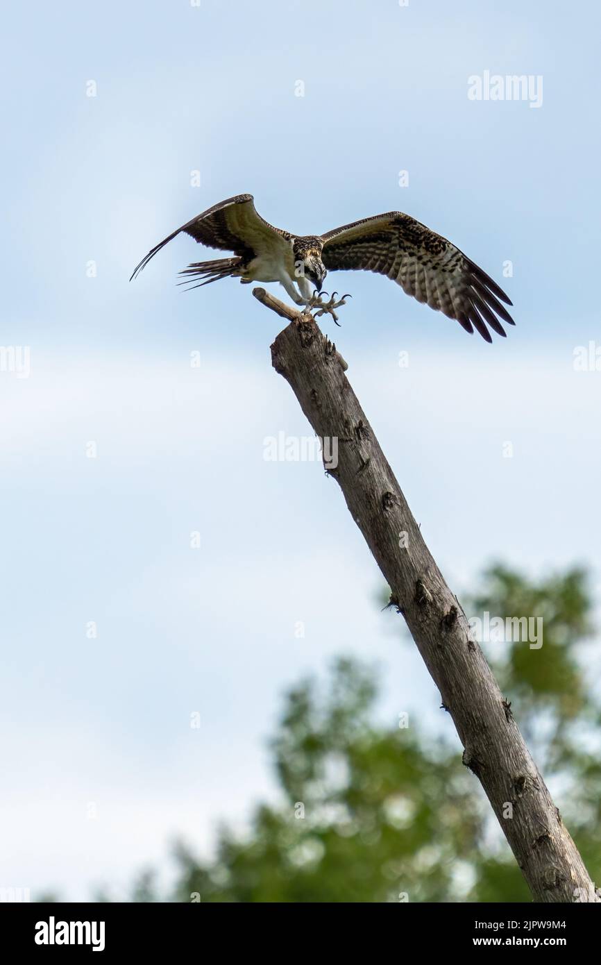 osprey landing on a perch with its talons out Stock Photo - Alamy