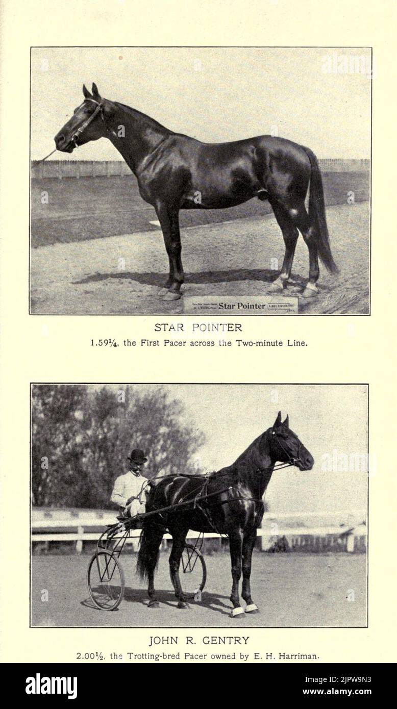 The trotting and the pacing horse in America Stock Photo - Alamy