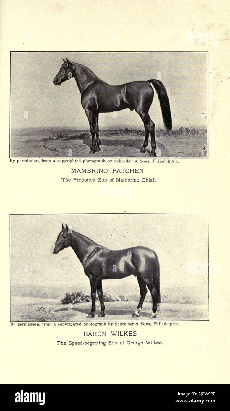 The trotting and the pacing horse in America Stock Photo - Alamy