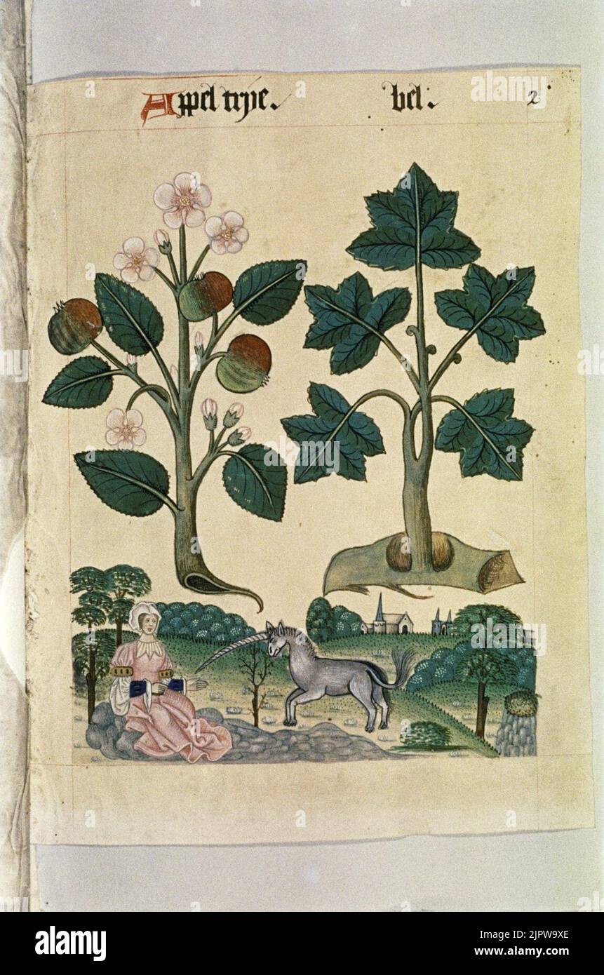 The Tudor pattern book MS. Ashmole 1504 01 Stock Photo - Alamy