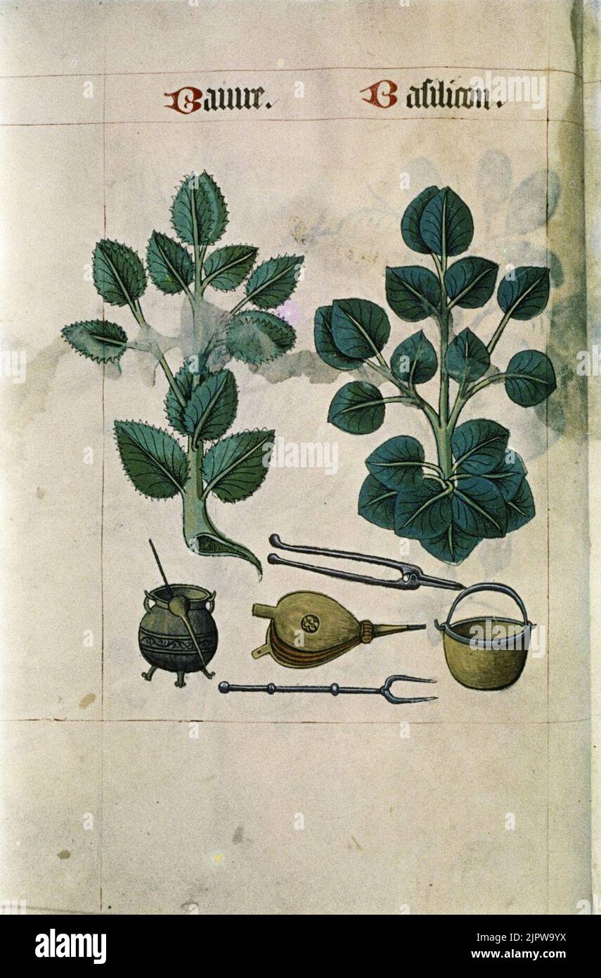 The Tudor pattern book MS. Ashmole 1504 07 Stock Photo - Alamy