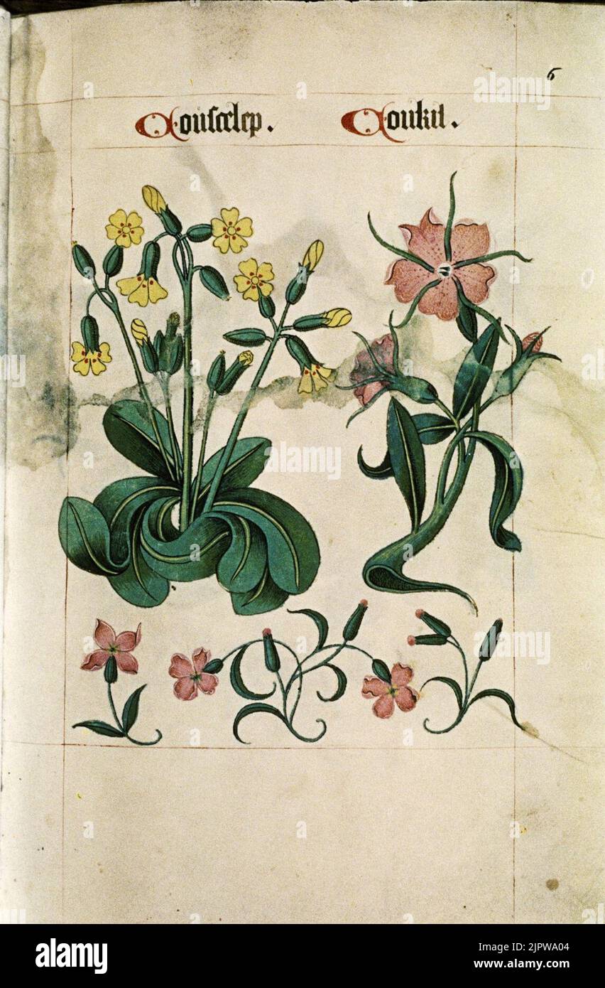 The Tudor pattern book MS. Ashmole 1504 08 Stock Photo - Alamy