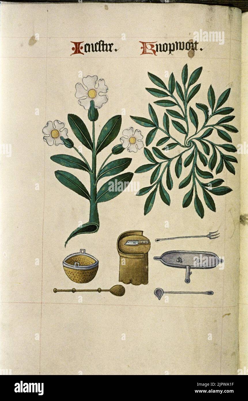 The Tudor pattern book MS. Ashmole 1504 19 Stock Photo - Alamy