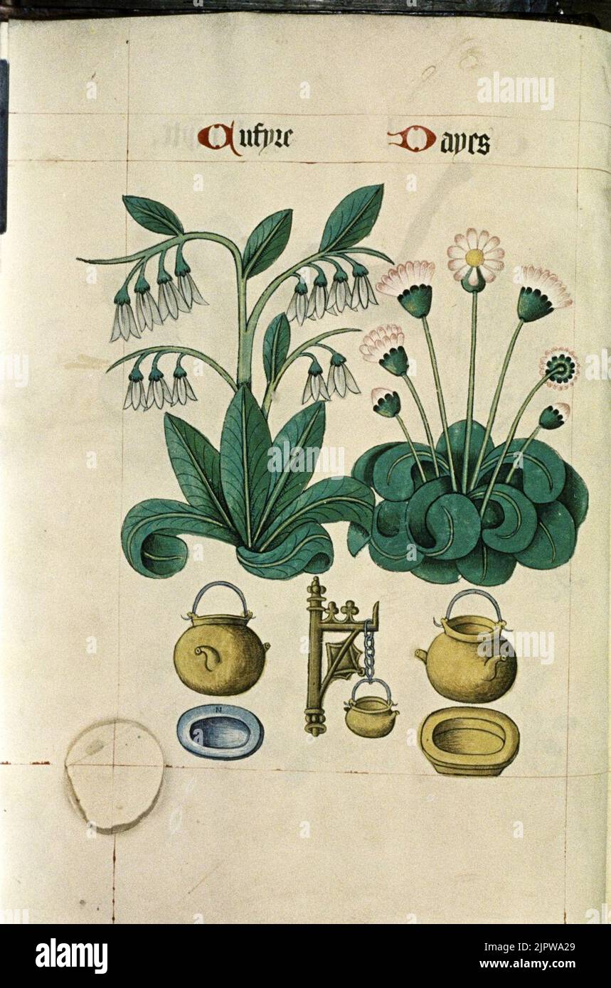 The Tudor pattern book MS. Ashmole 1504 11 Stock Photo - Alamy