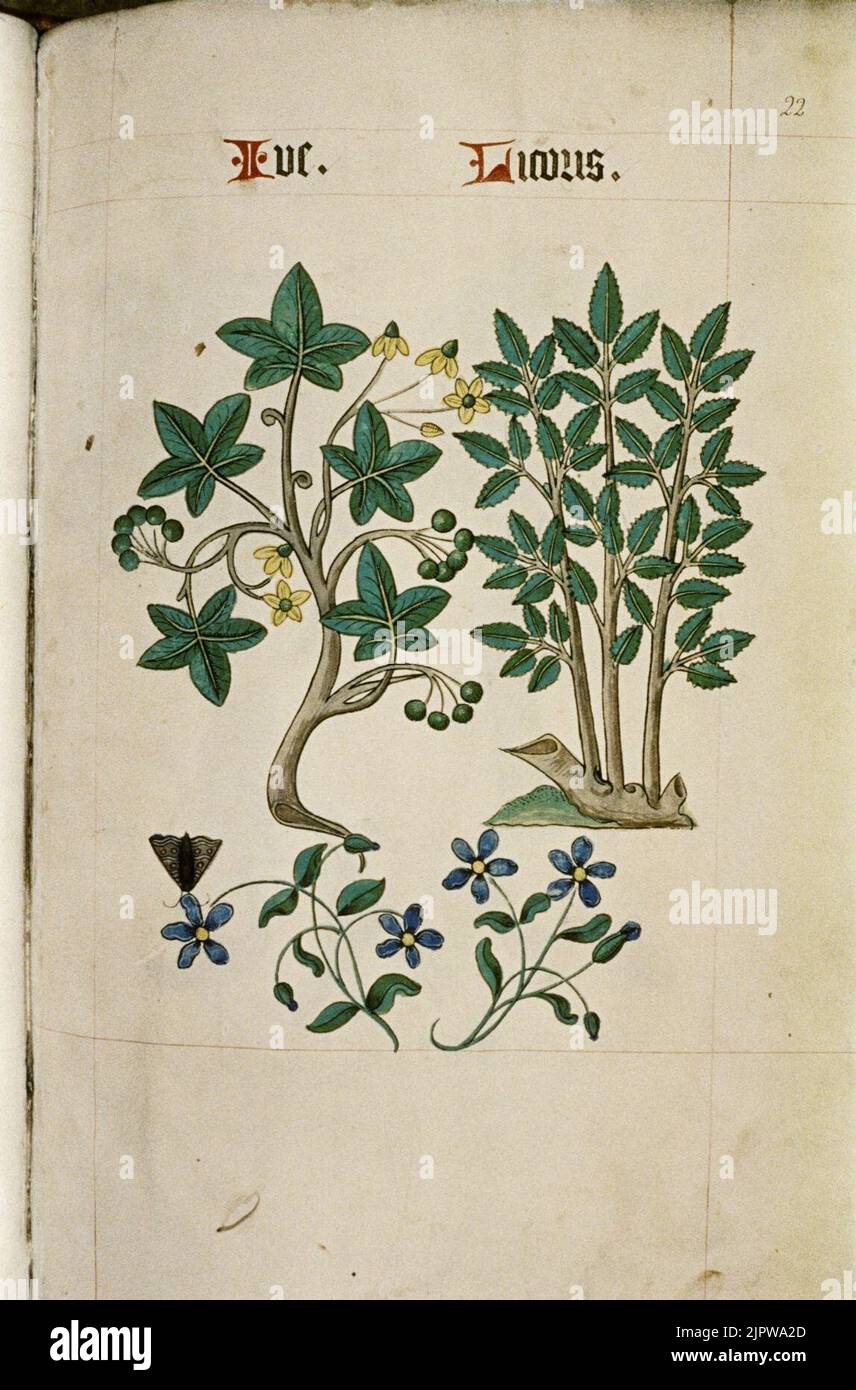 The Tudor pattern book MS. Ashmole 1504 40 Stock Photo - Alamy