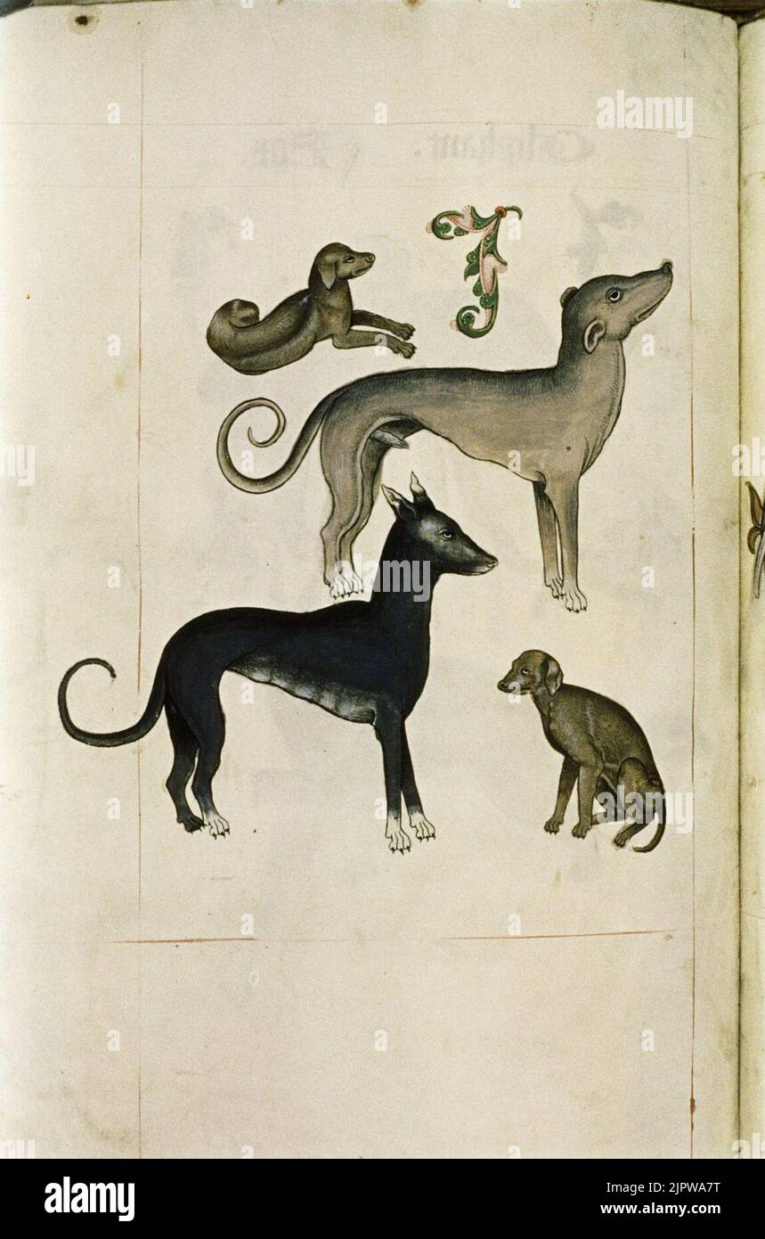 The Tudor pattern book MS. Ashmole 1504 64 Stock Photo - Alamy