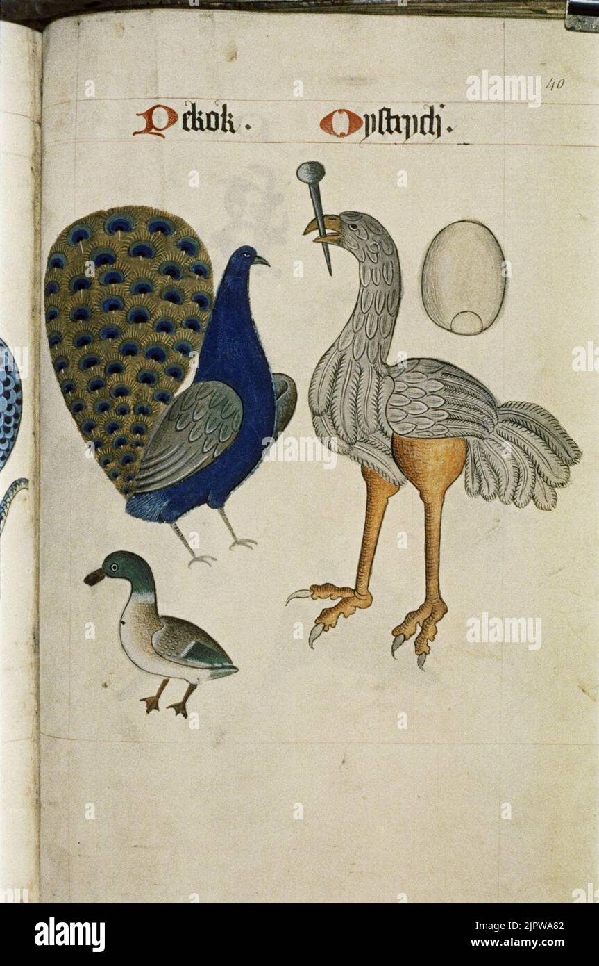 The Tudor pattern book MS. Ashmole 1504 75 Stock Photo - Alamy