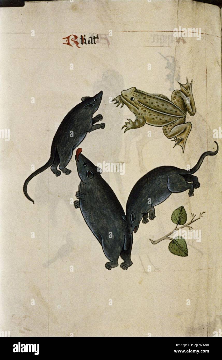 Tudor pattern book hi-res stock photography and images - Alamy