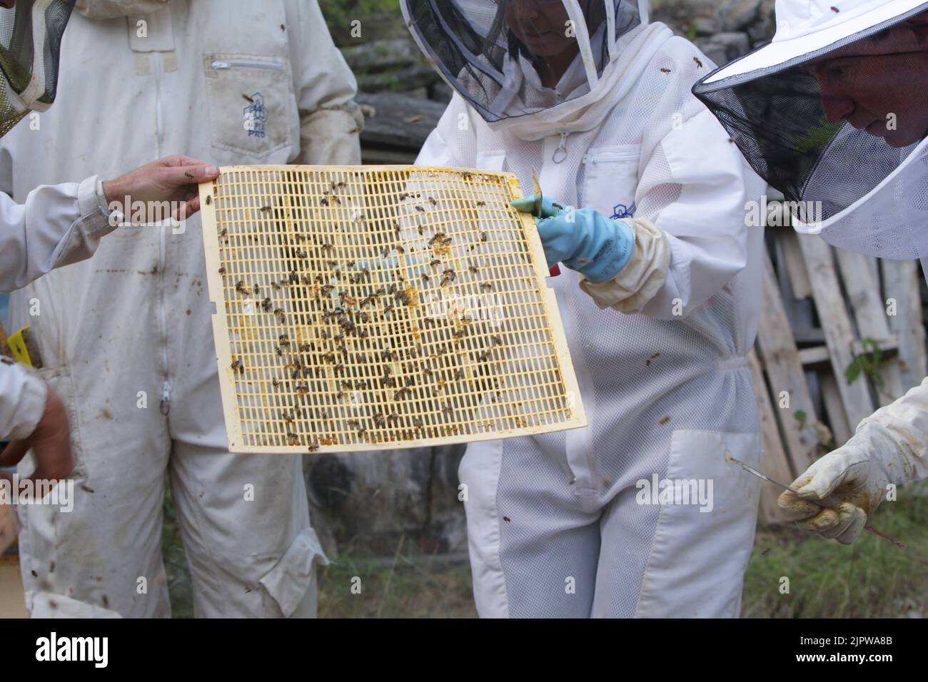 The apiary school hi-res stock photography and images - Alamy