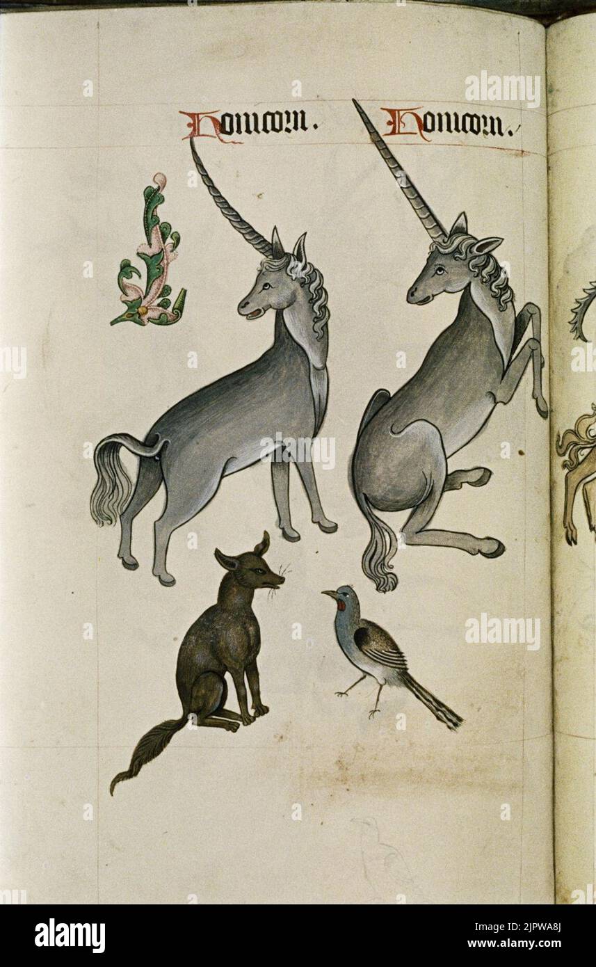 The Tudor pattern book MS. Ashmole 1504 70 Stock Photo - Alamy