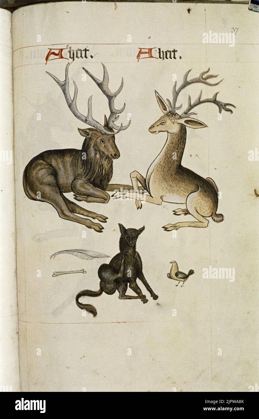 The Tudor pattern book MS. Ashmole 1504 69 Stock Photo - Alamy