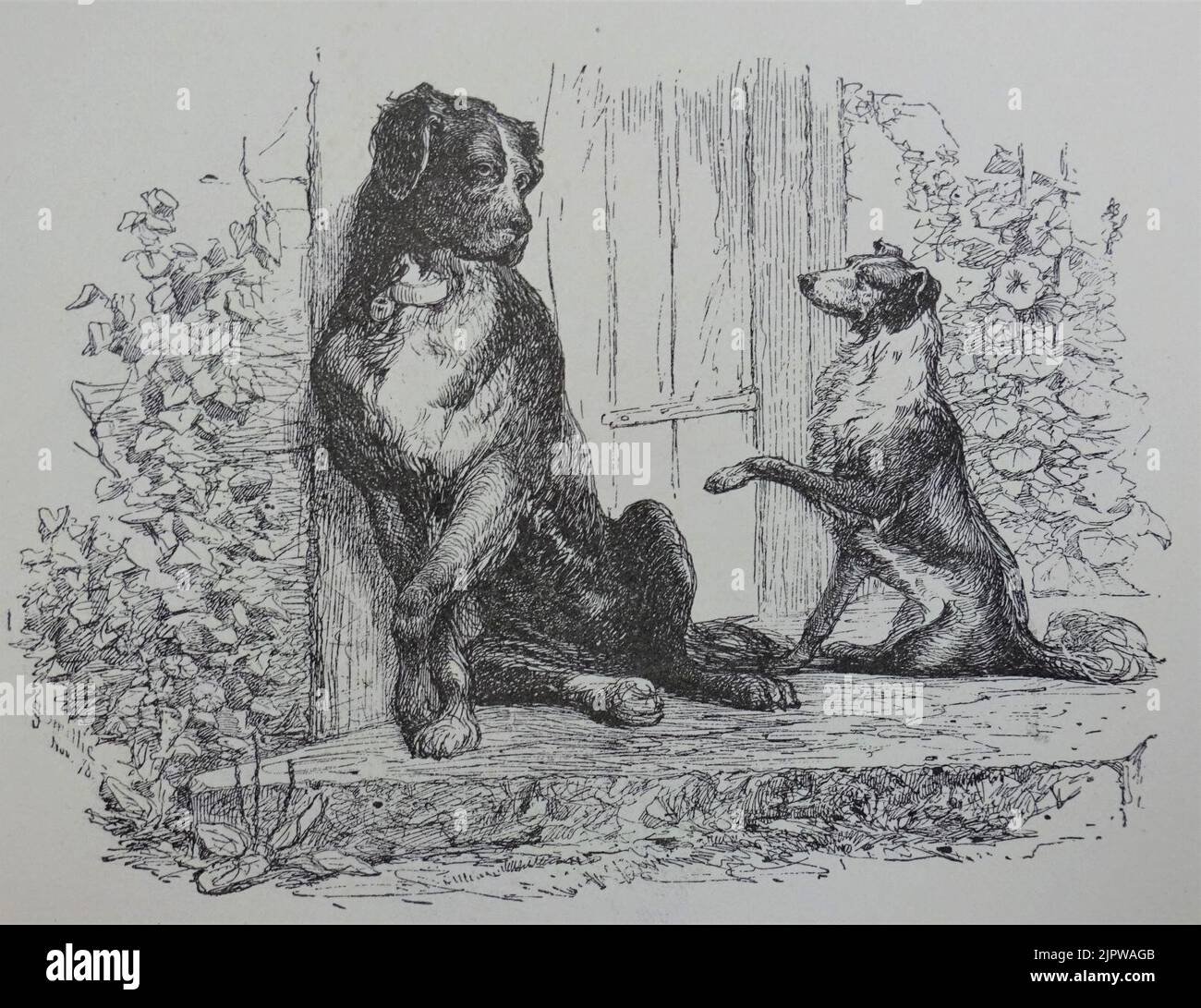 The Twa Dogs. Robert Burns. James D. Smillie. 1879 Stock Photo - Alamy