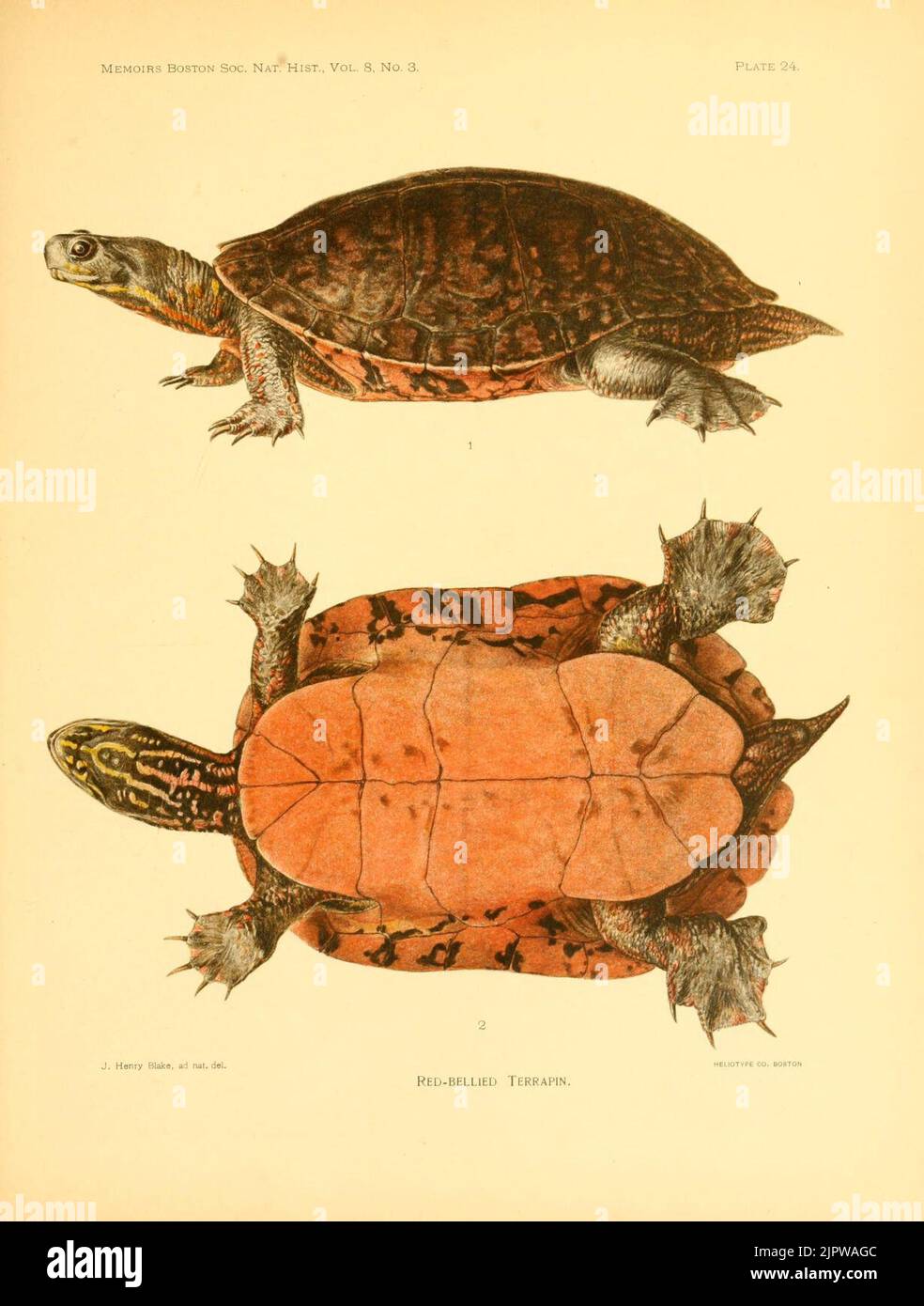 The turtles of New England Stock Photo - Alamy