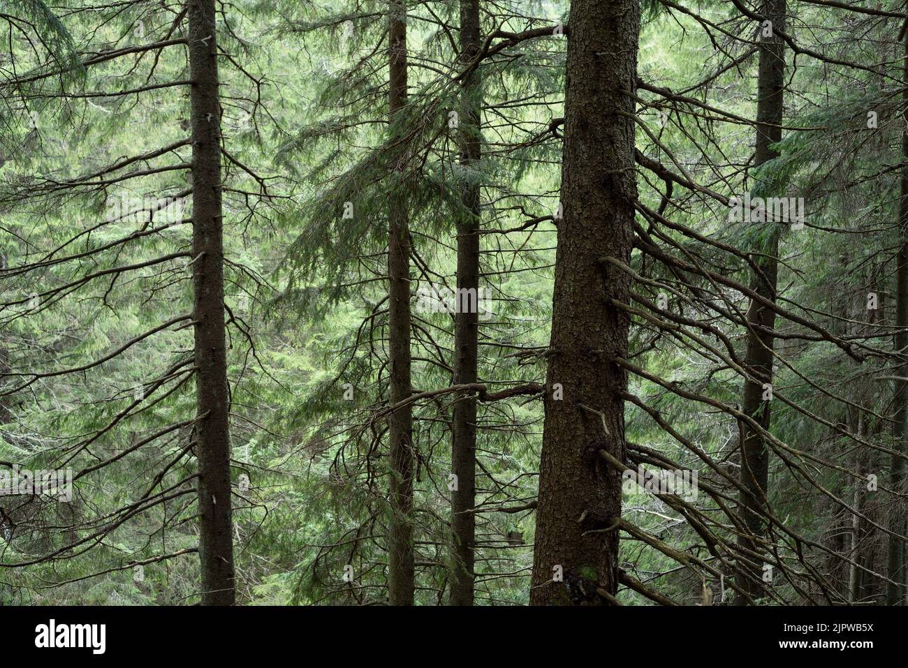 Natural background with trees in spruce forest Stock Photo - Alamy