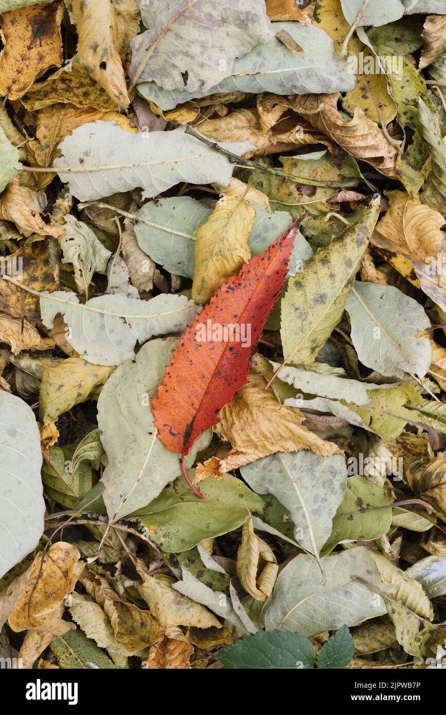 Natural background with autumn forest cover with fallen leaves Stock ...