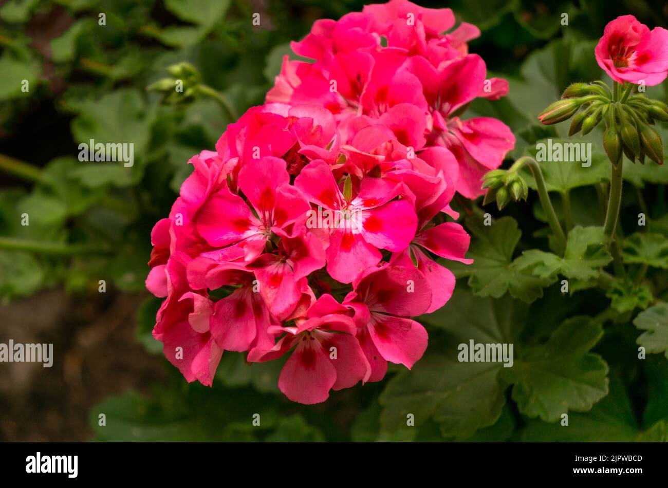 The bright pink bud of royal pelargonium blooms in summer Stock Photo ...