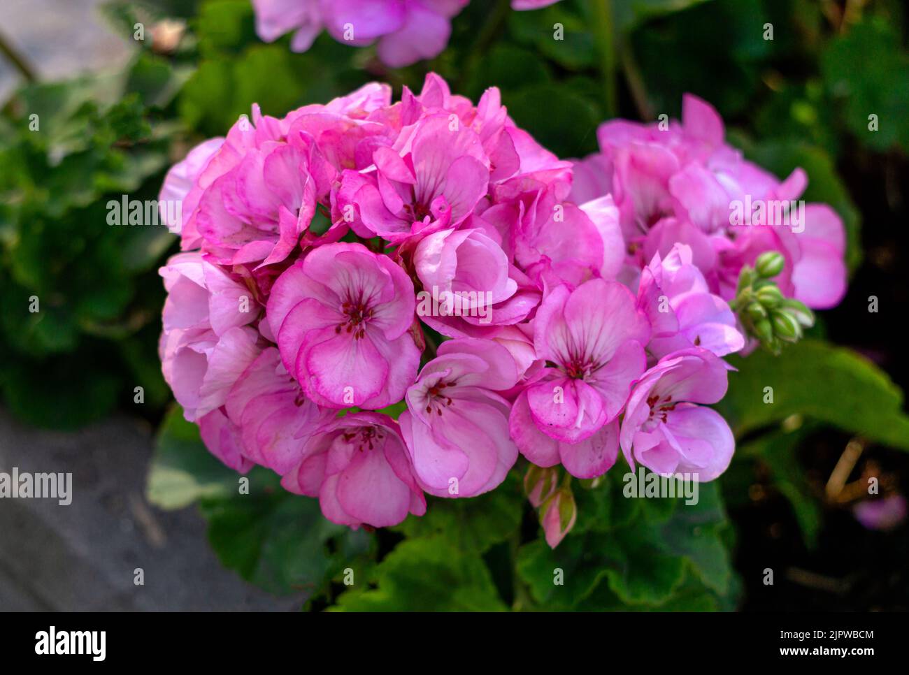 The bright pink bud of royal pelargonium blooms in summer Stock Photo ...
