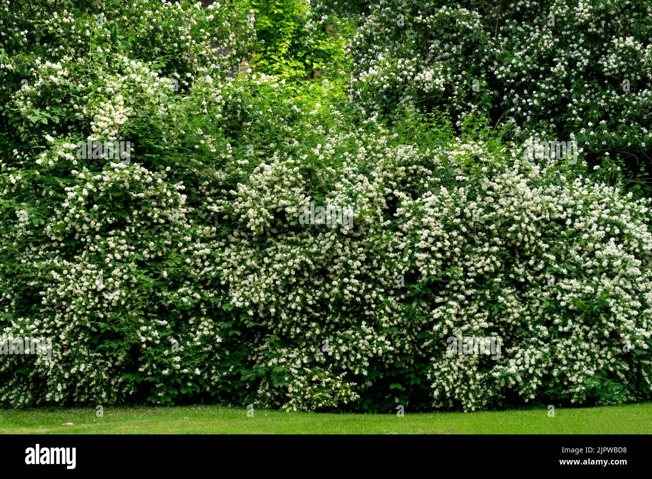 Jasmine bush in full blossom at summer park Stock Photo - Alamy