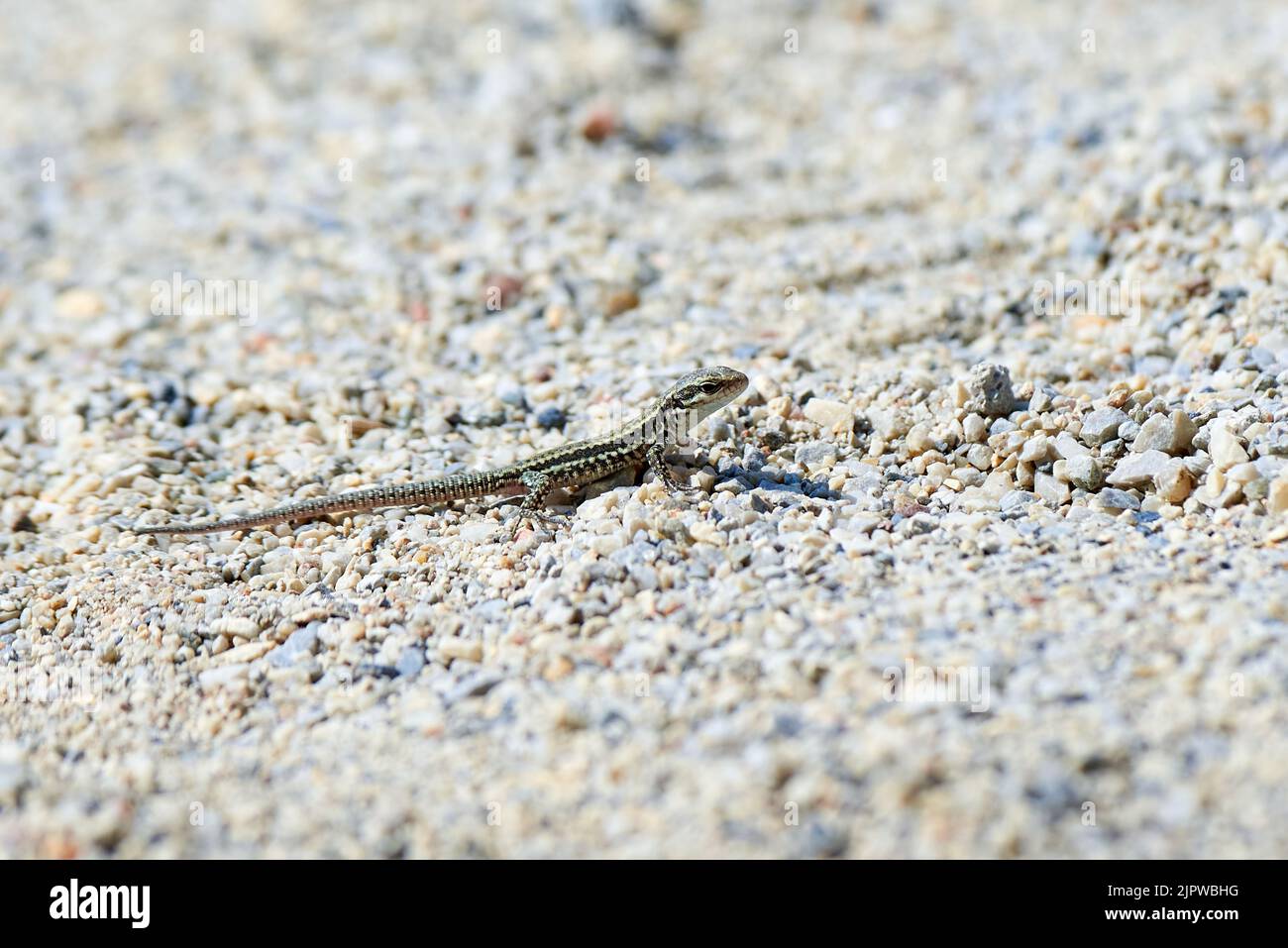 Baby common wall lizard hi-res stock photography and images - Alamy