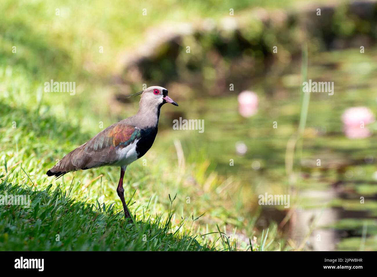 Quero quero hi-res stock photography and images - Alamy
