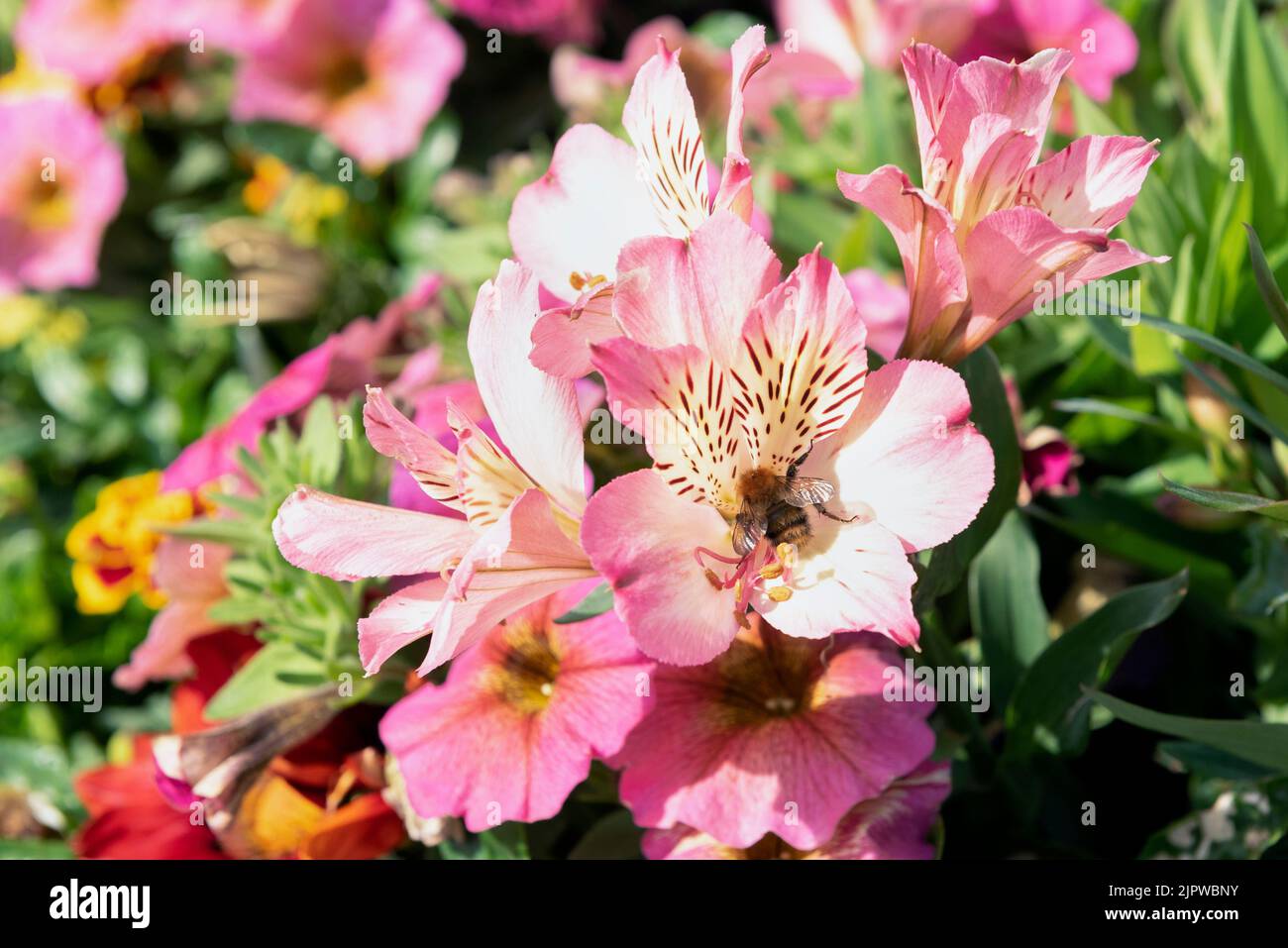 Lily flower bee hi-res stock photography and images - Alamy
